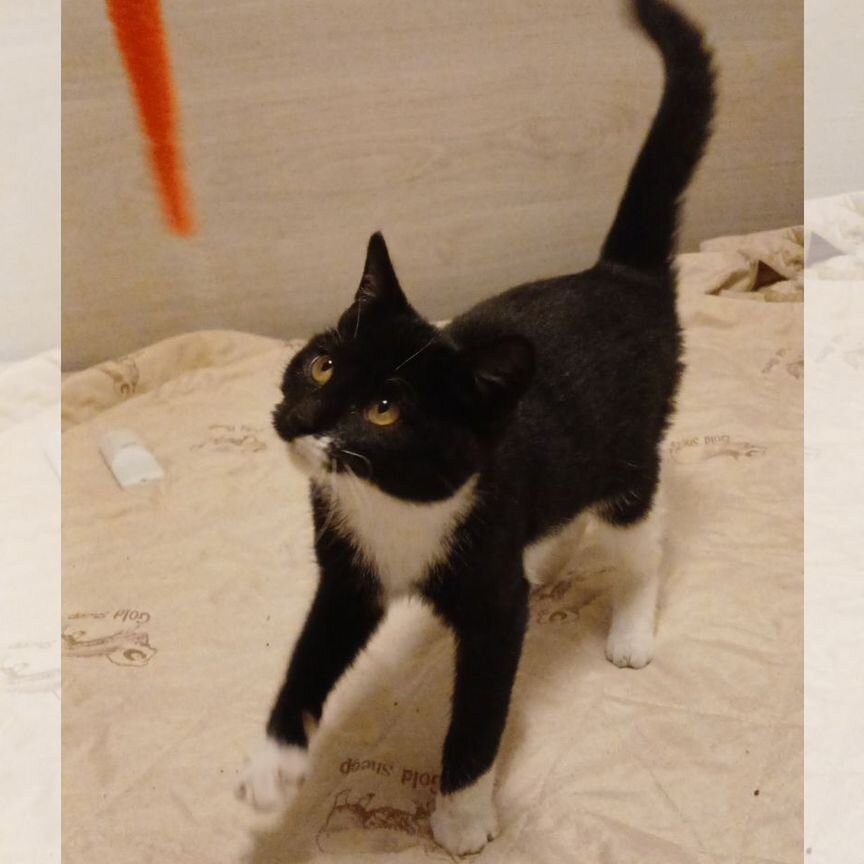 Котёнок в добрые руки