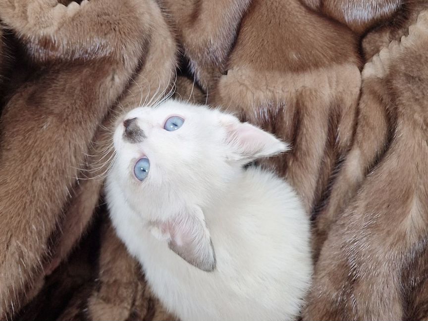 Котята сфинкс