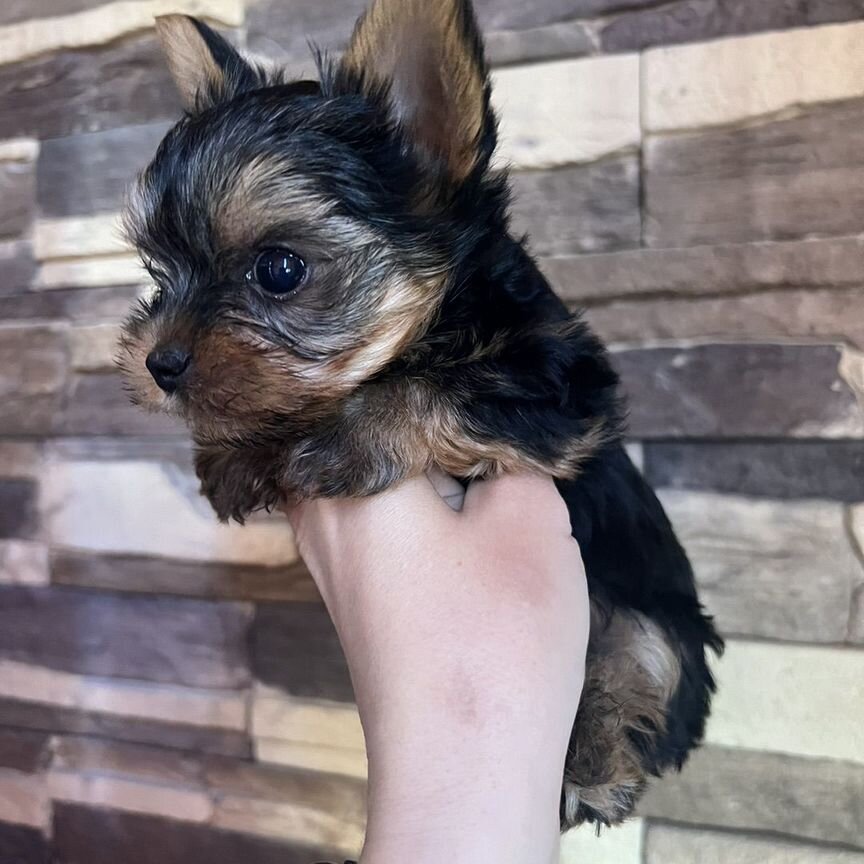 Щенки Йорка