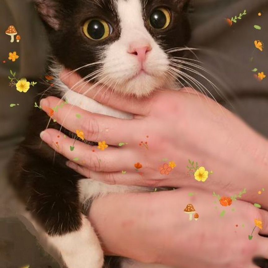 Кошечка Загадка 7 месяцев