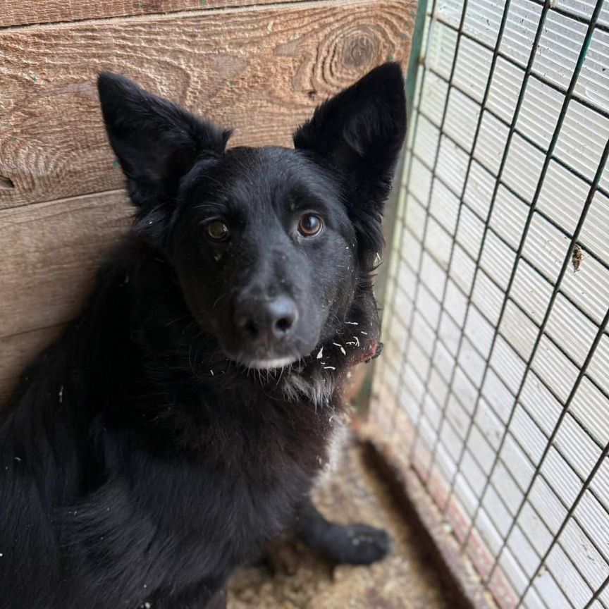 Небольшая пушистая собака в добрые руки