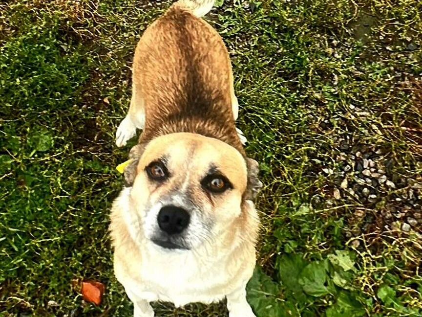 Дружок -верный сторож