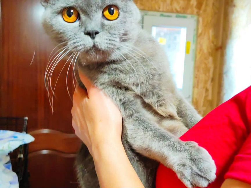 Ласковая кошка Эльза ищет семью