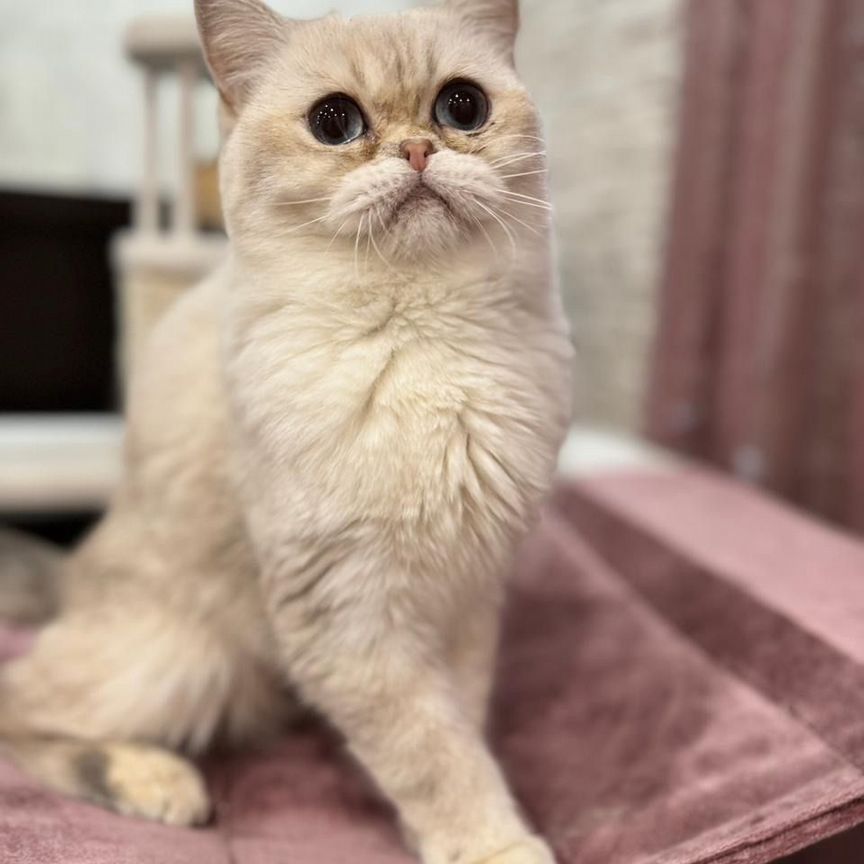 Шотландская кошка в добрые руки