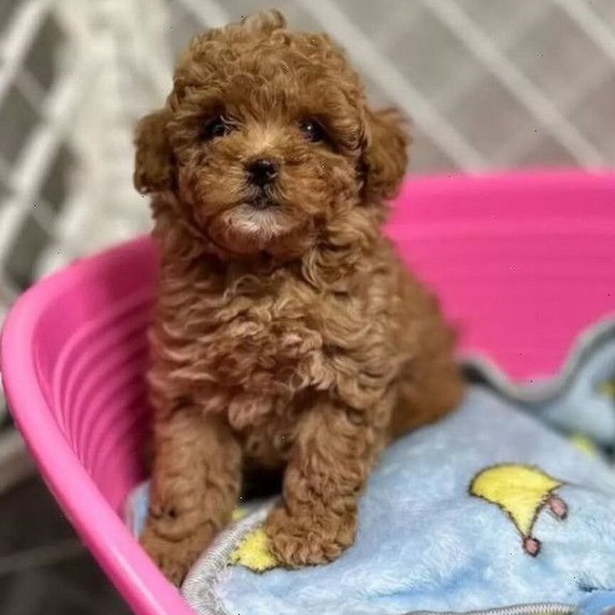 Той-пудель, щенок