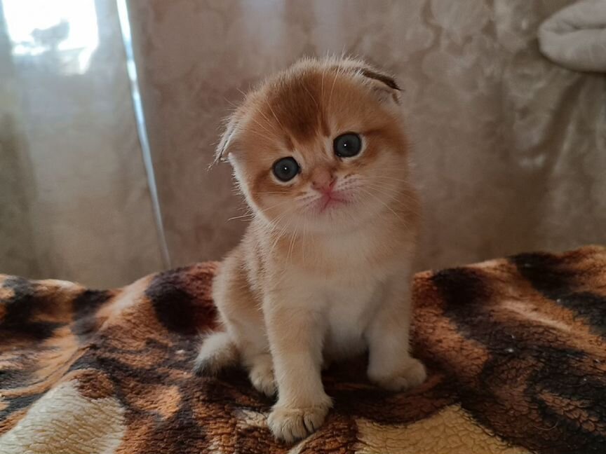 Золотой шиншилленок