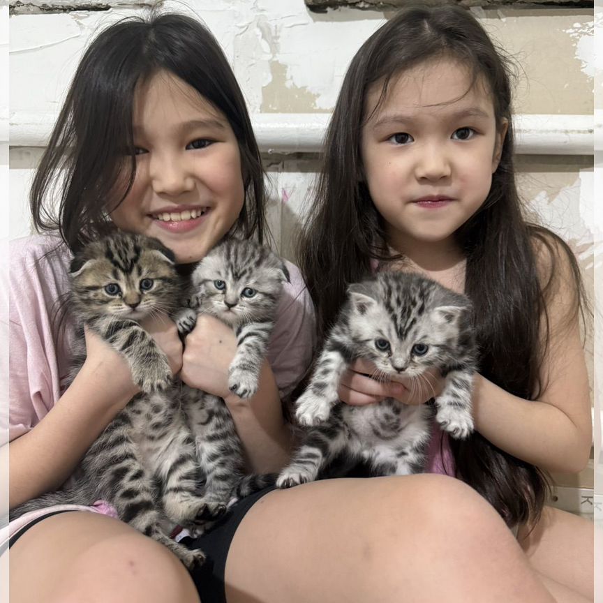 Шотландский прямоухий короткошёрстный котёнок