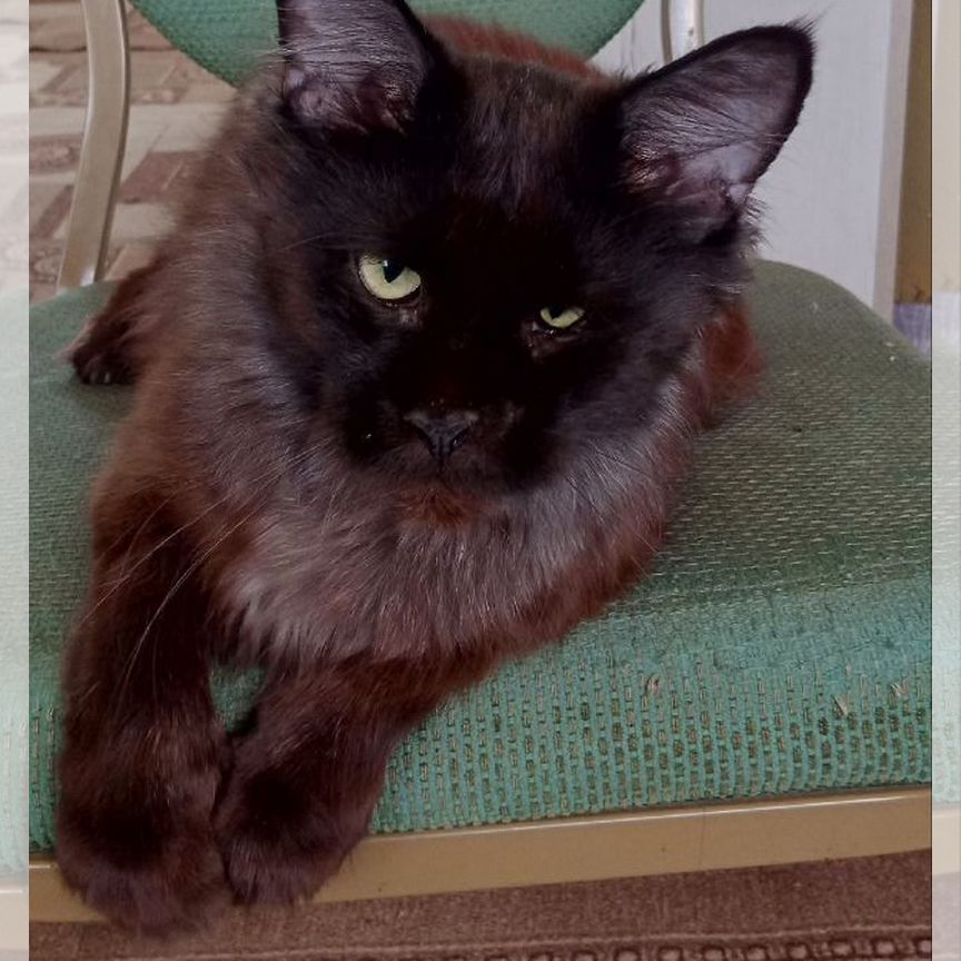 Мейн-кун котёнок