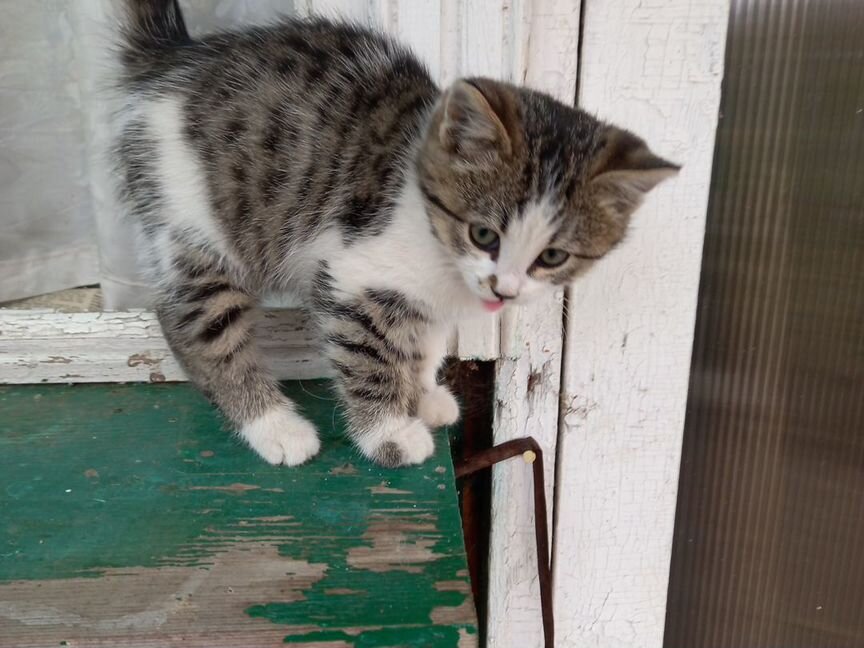 Кошечка в добрые руки
