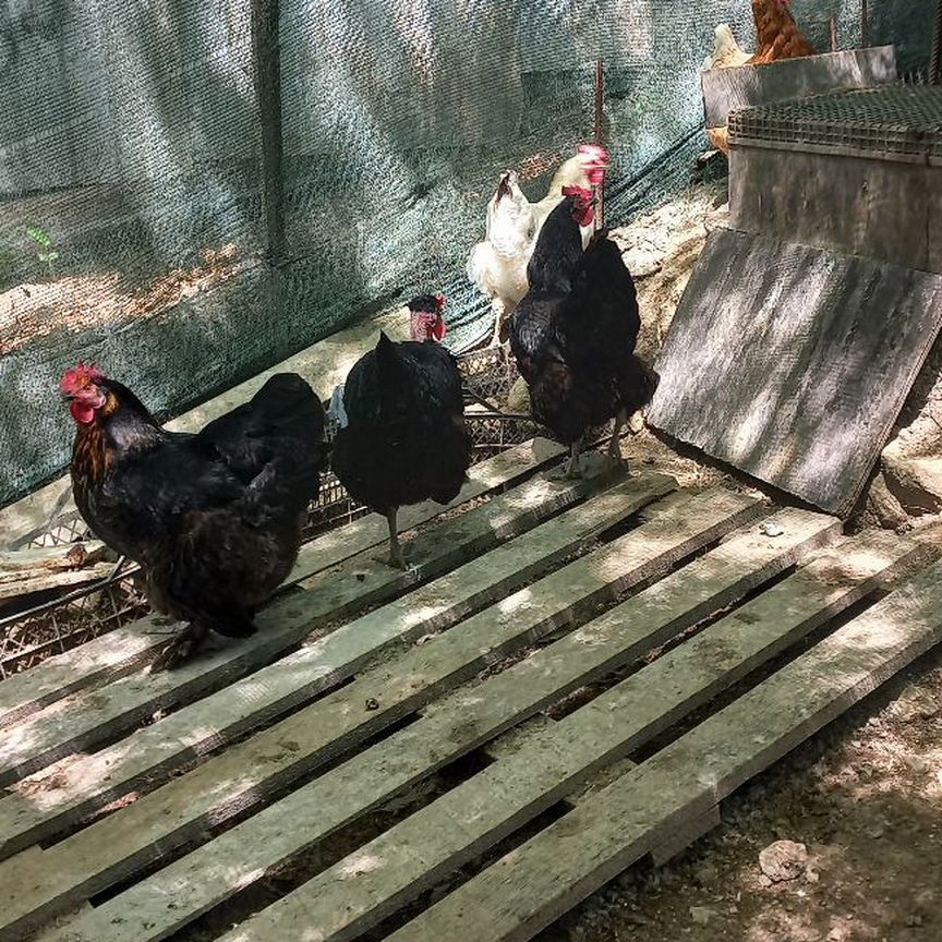 Курица домашняя