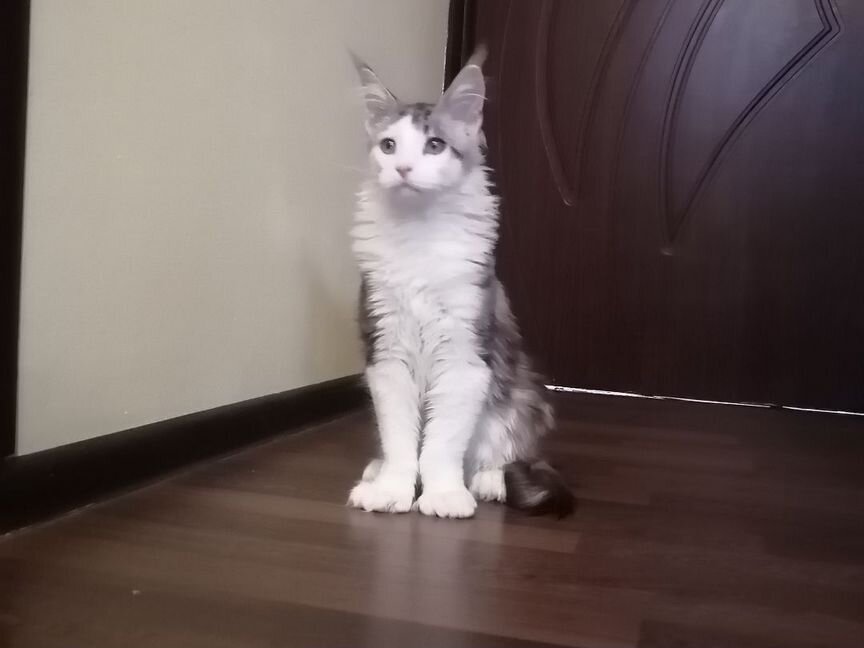 Мейн-кун коты шестипалые