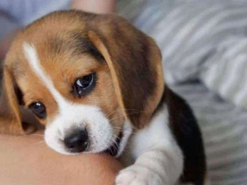 Щенки бигль с документами