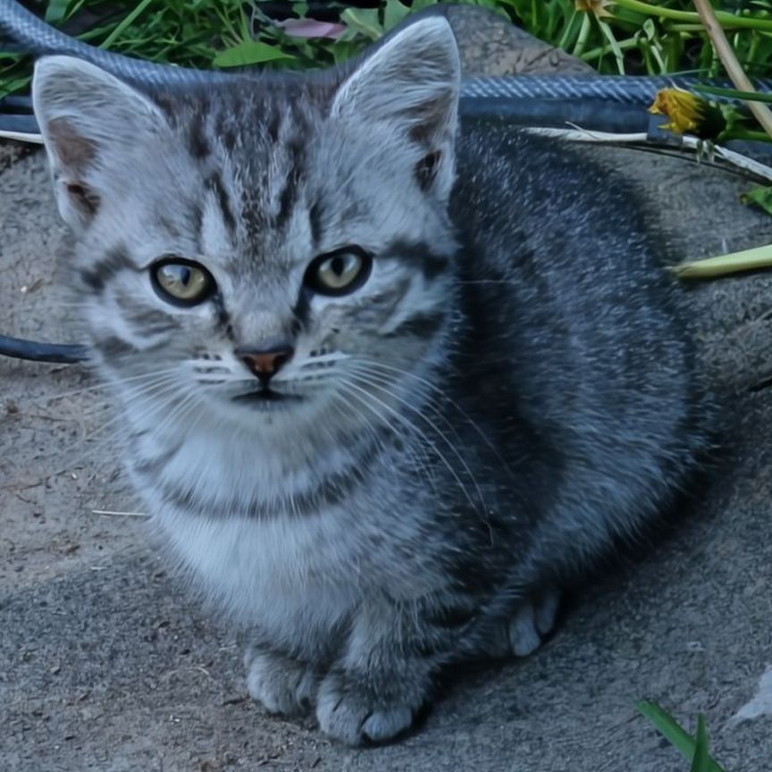 Котёнок в добрые руки