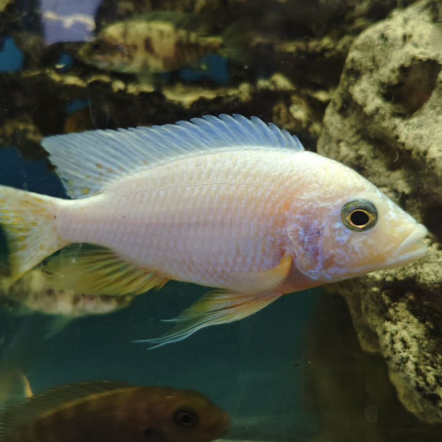 Цихлид Орхидея