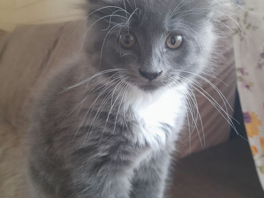 Котята мейн-кун