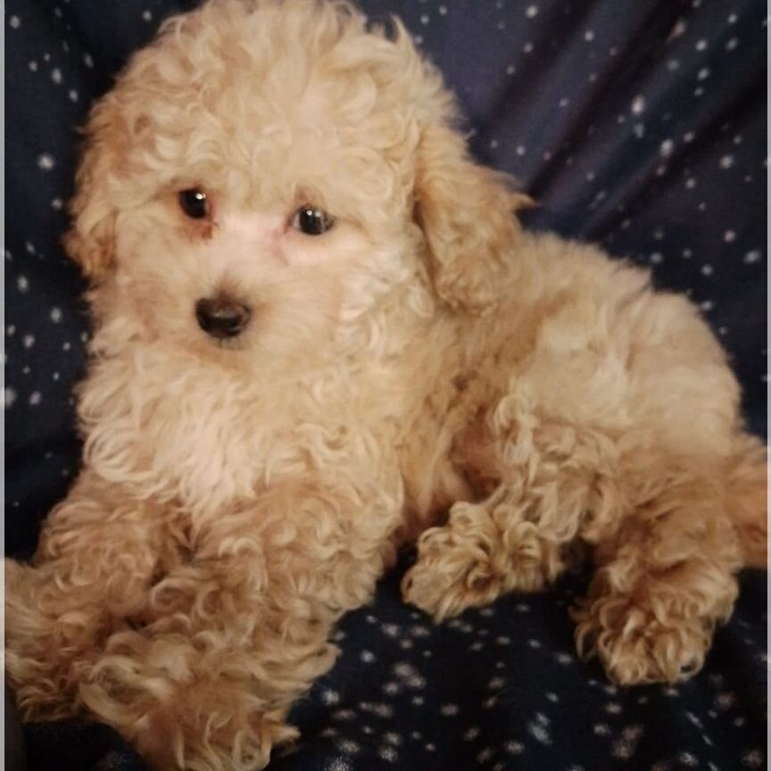 Мальтипу, щенок