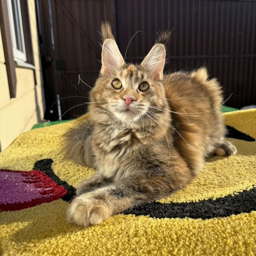 Мейн-кун Крупная с Кистями