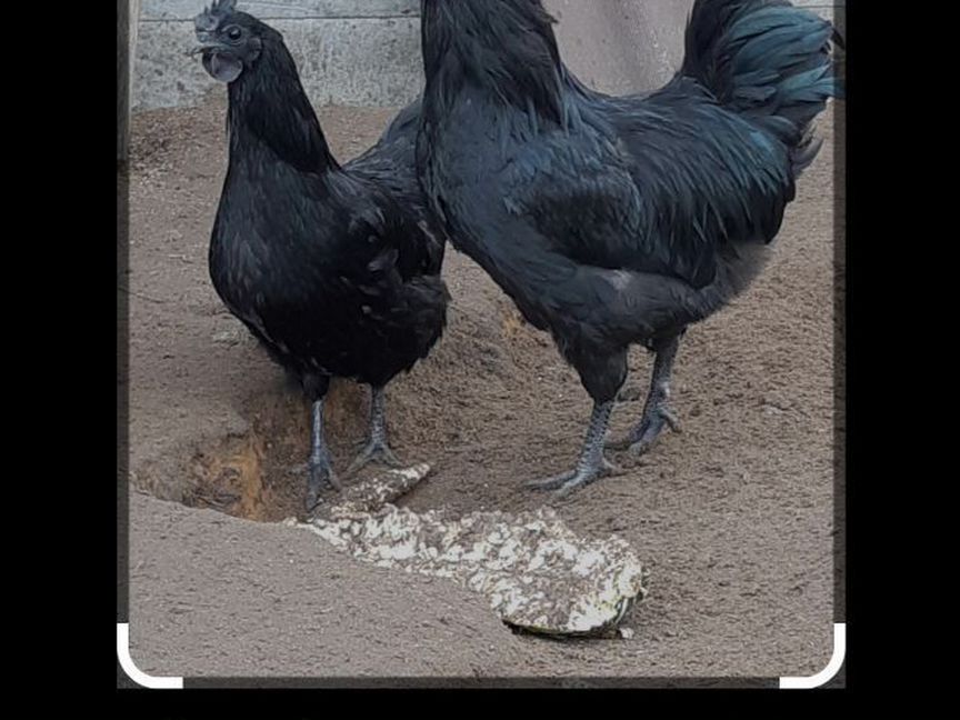 Инкубационные яйцо Лакеданзи и Доминант