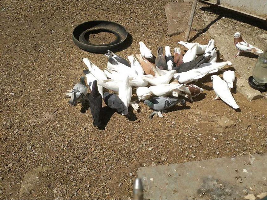 Голуби на свадьбы и на любые торжества