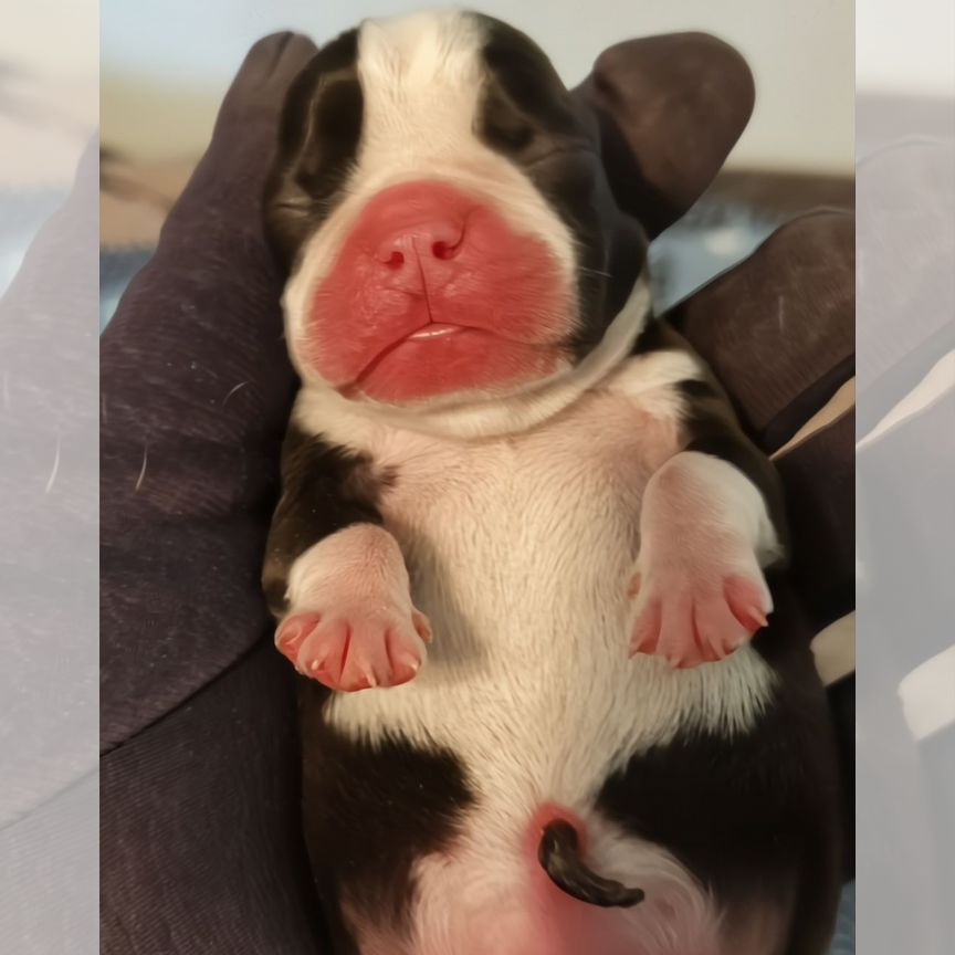 Бостон-терьер, щенок