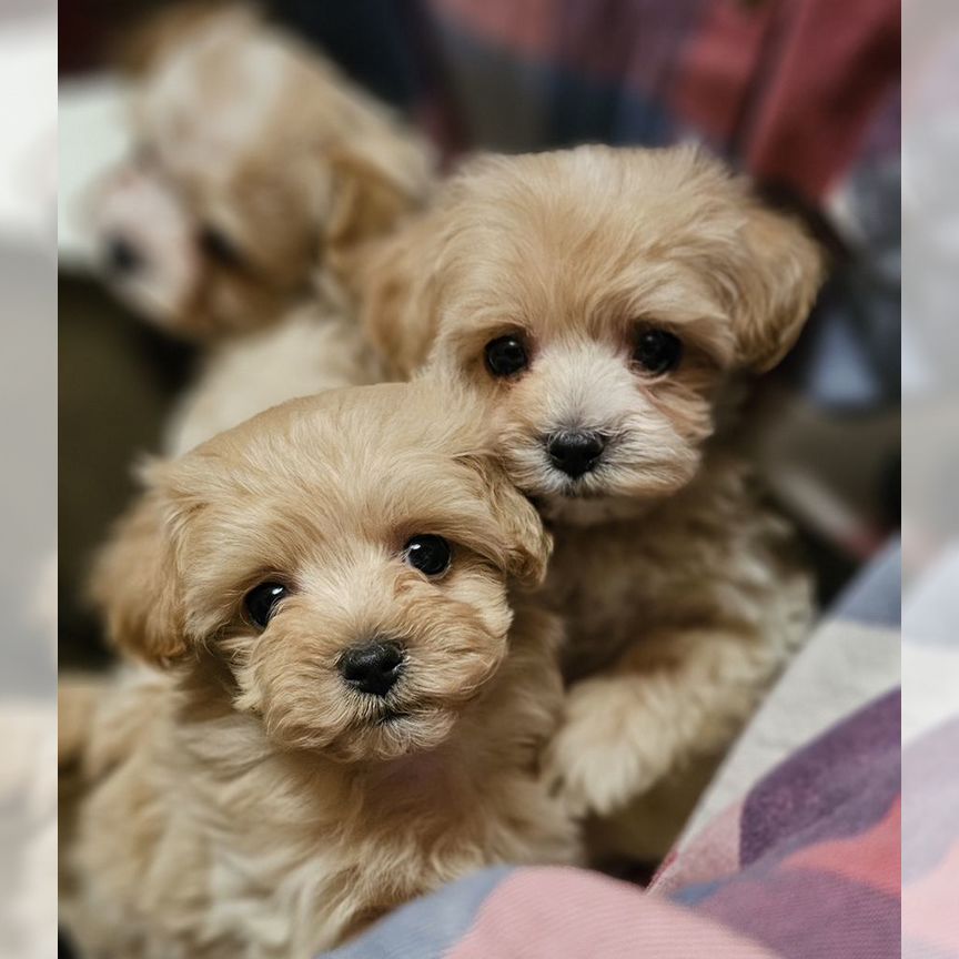 Мальтипу, щенок