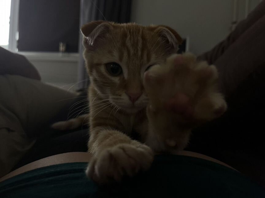 Котенок бенгал помесь