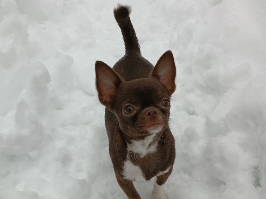 Кобель для вязки