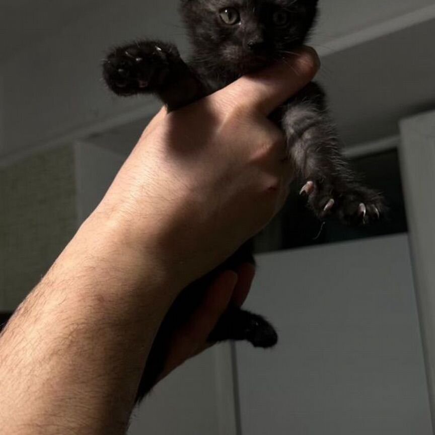 Отдам бесплатно в добрые руки