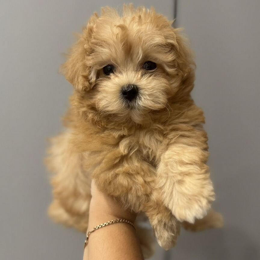 Мальтипу, щенок