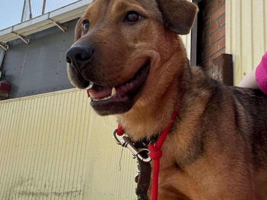 Собака в добрые руки