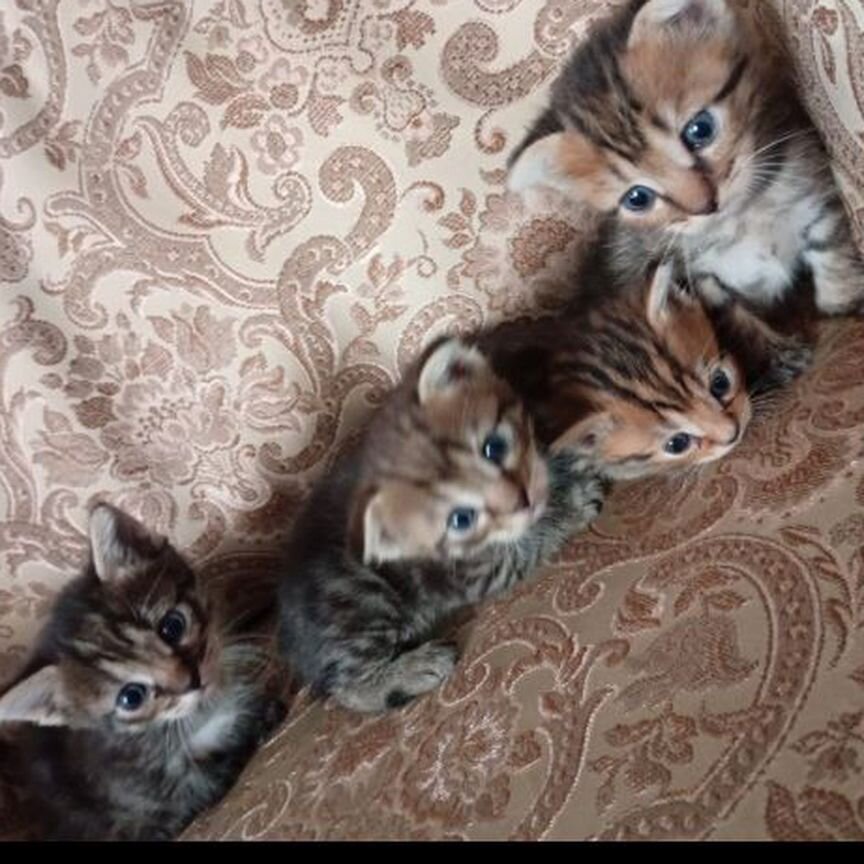 Домашние животные котята