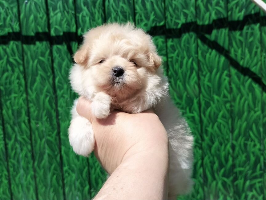 Карамелька Ф1 Мальтипу