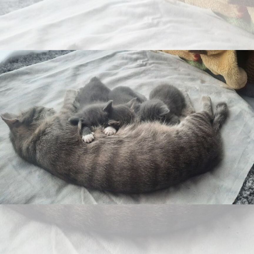 Сибирский котёнок