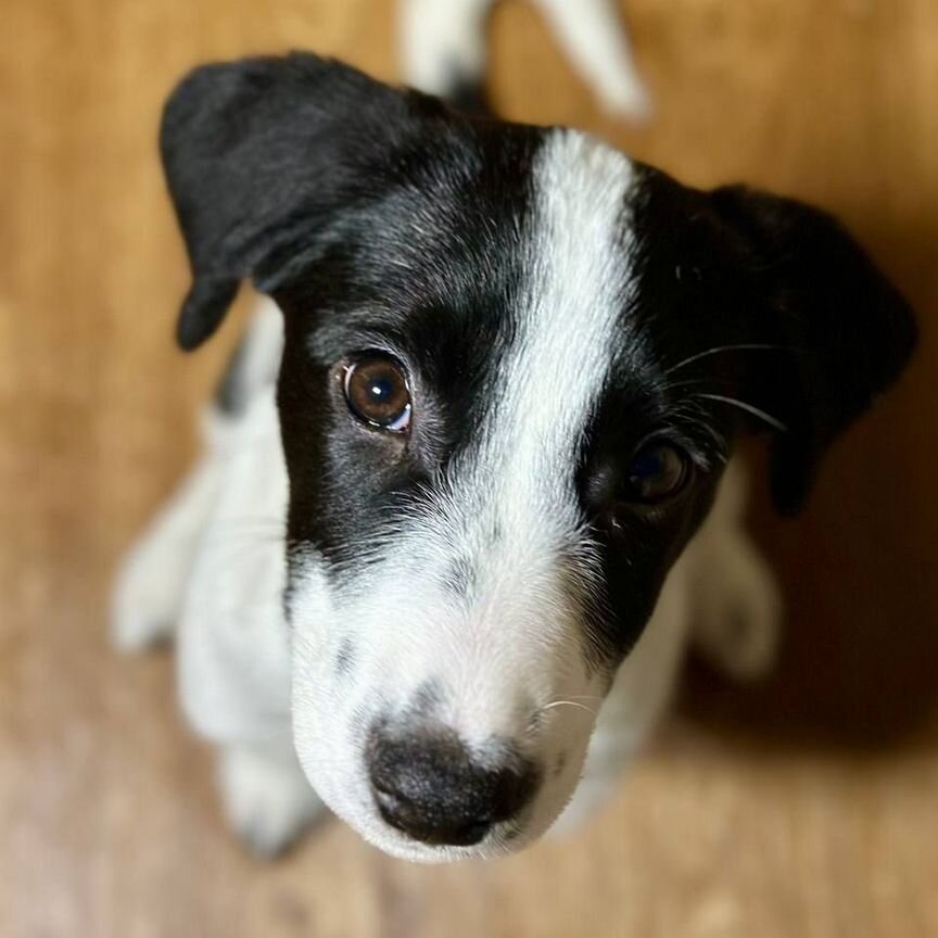 Девочка Бонни из коробки