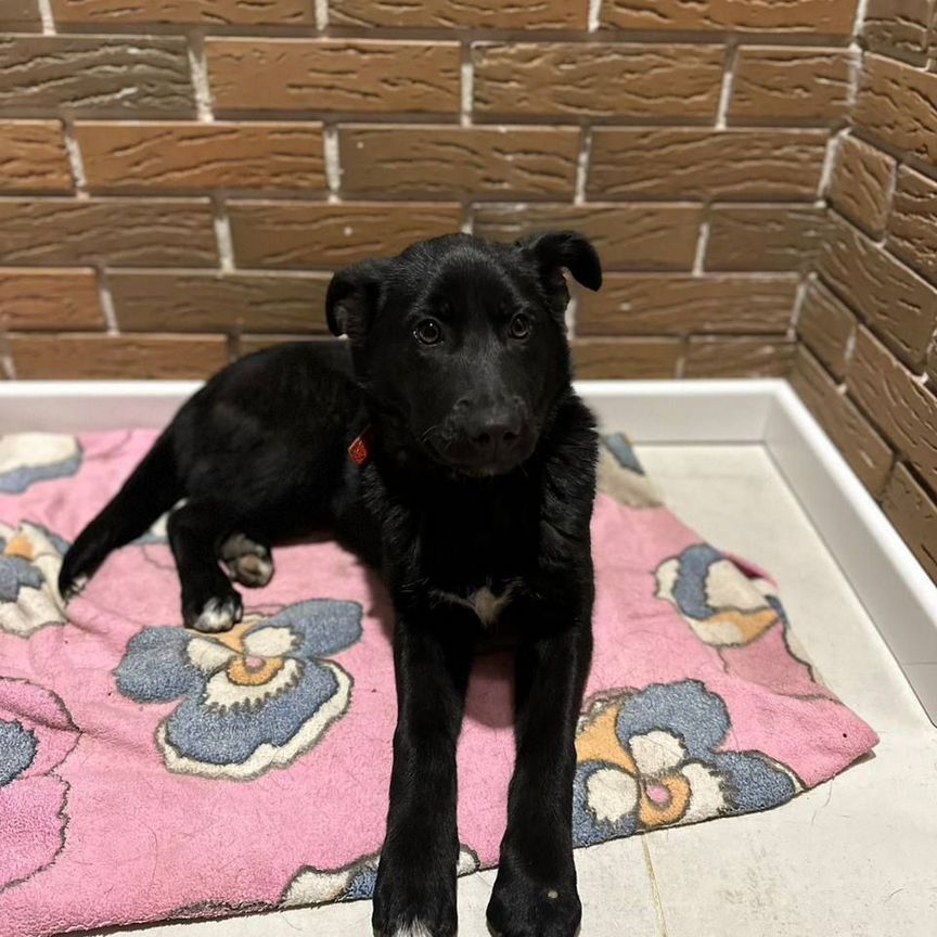 Деочка 4-5 мес. Найденыш. сос