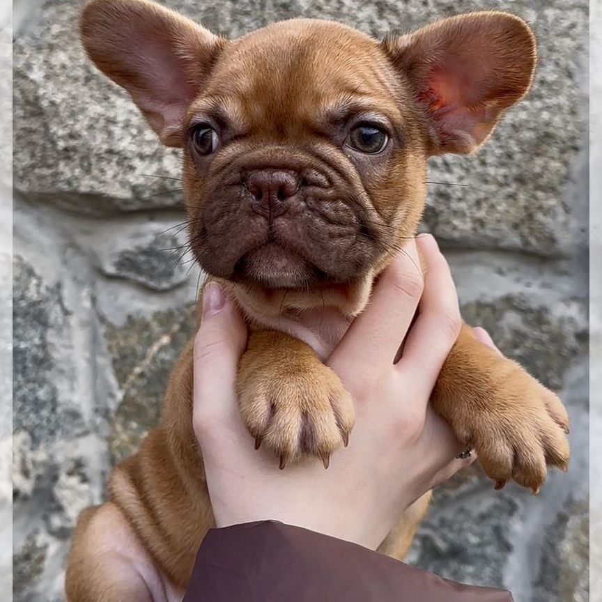 Французский бульдог, щенок