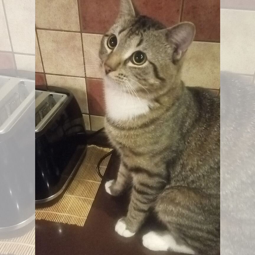 Котик в добрые руки