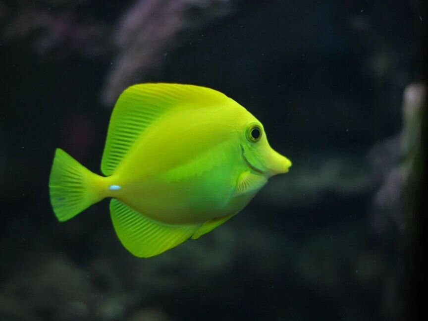 Рыбка Спинорог Крупнопятнистый