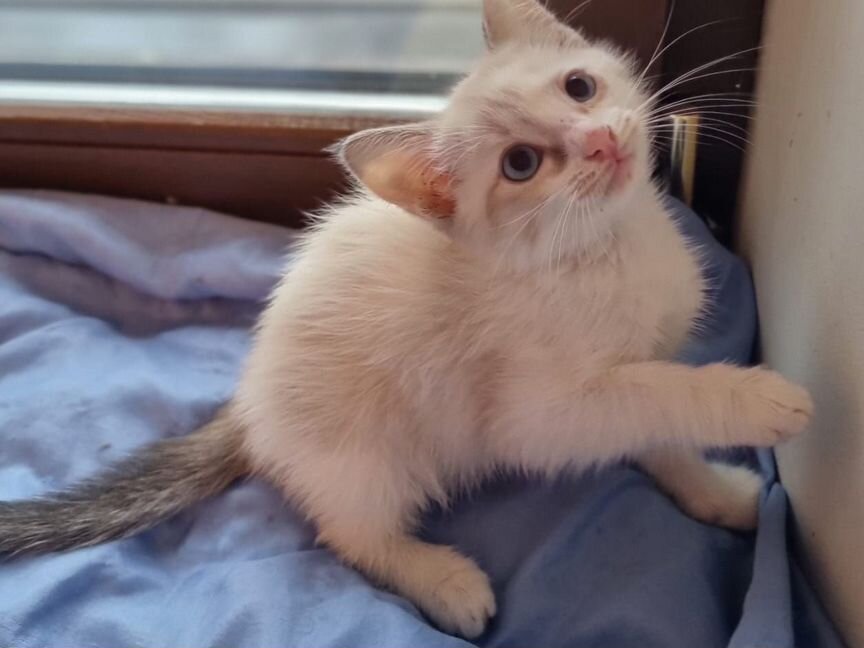 Белый котенок с голубыми глазами