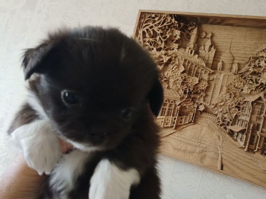 Шоколадная девочка чихуахуа