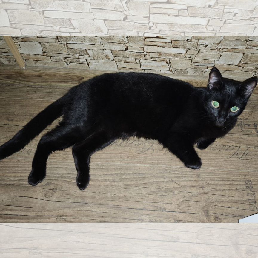 Взрослая кошка в добрые руки