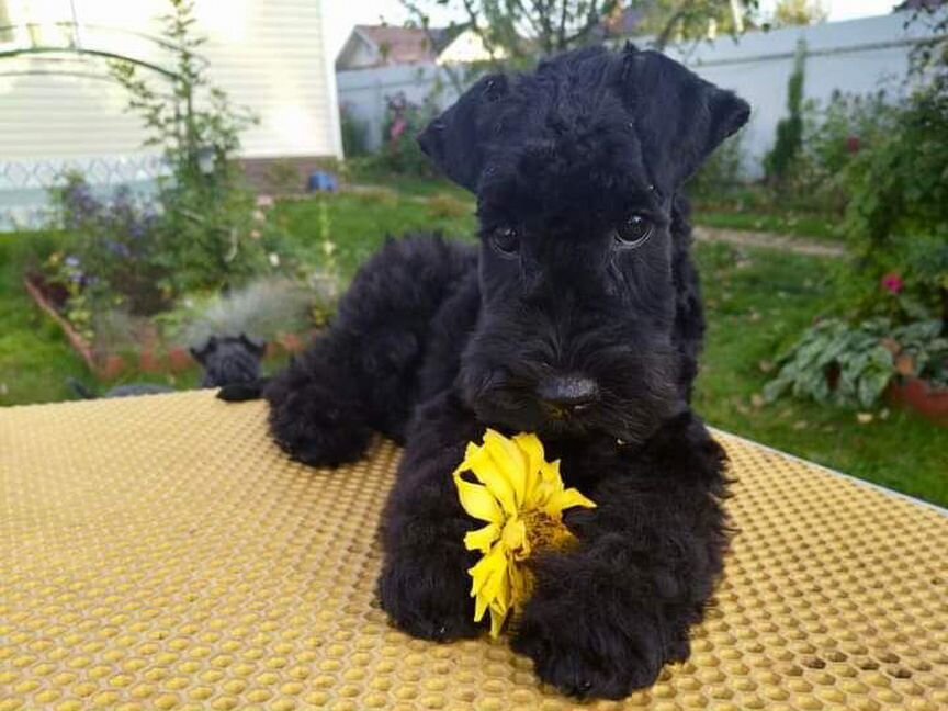 Щенки Керри Блю терьера