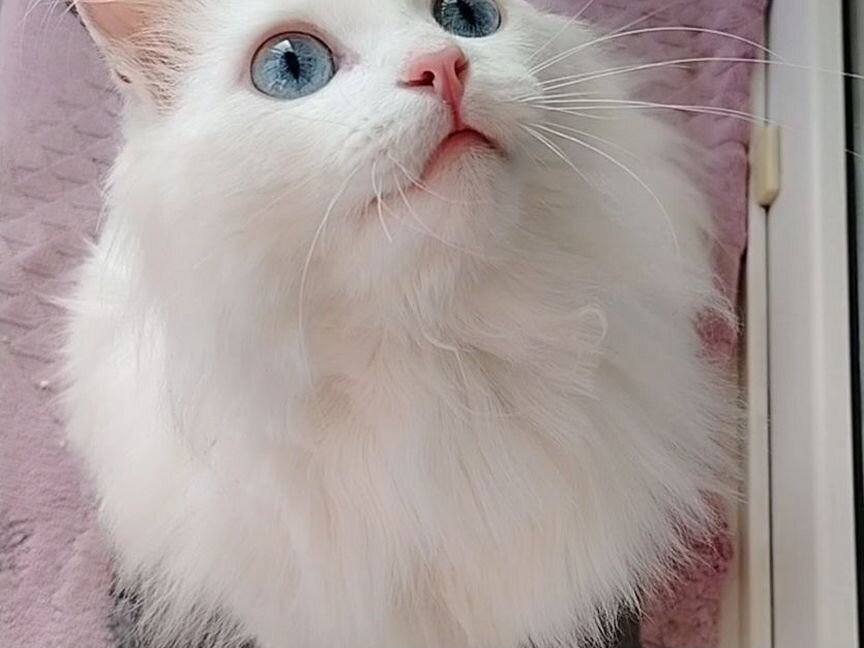 Котенок в добрые руки