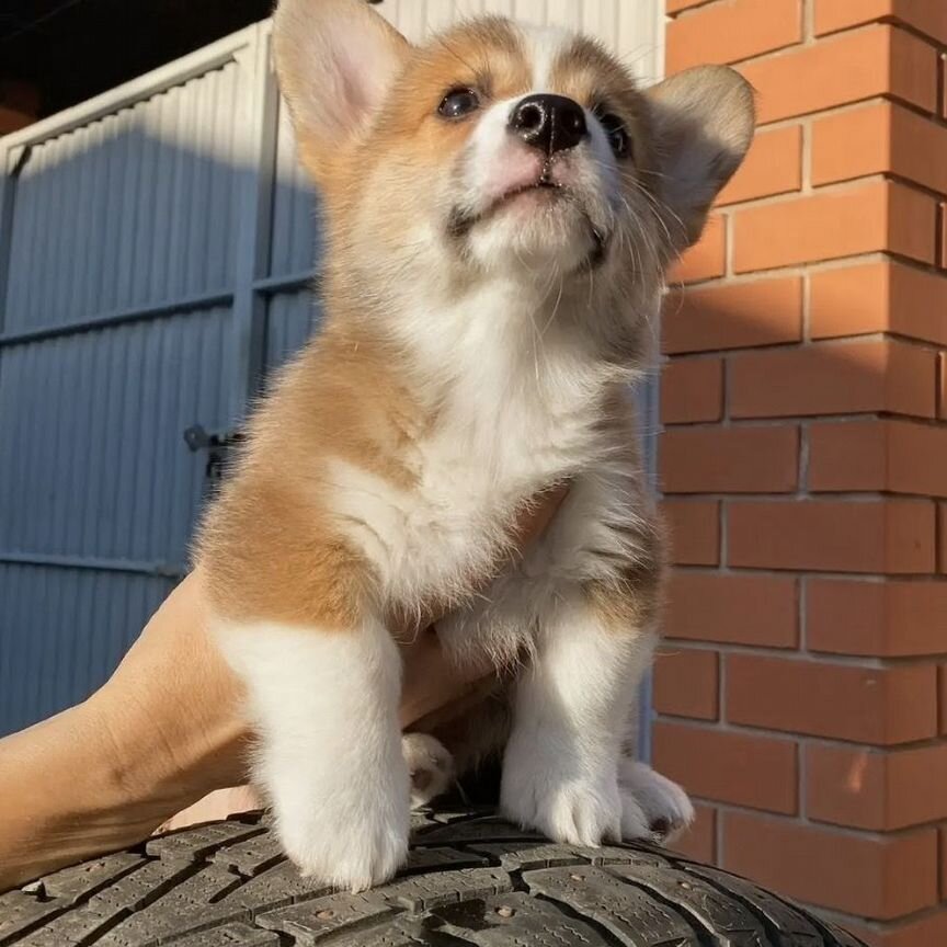 Вельш Корги Пемброк, щенок