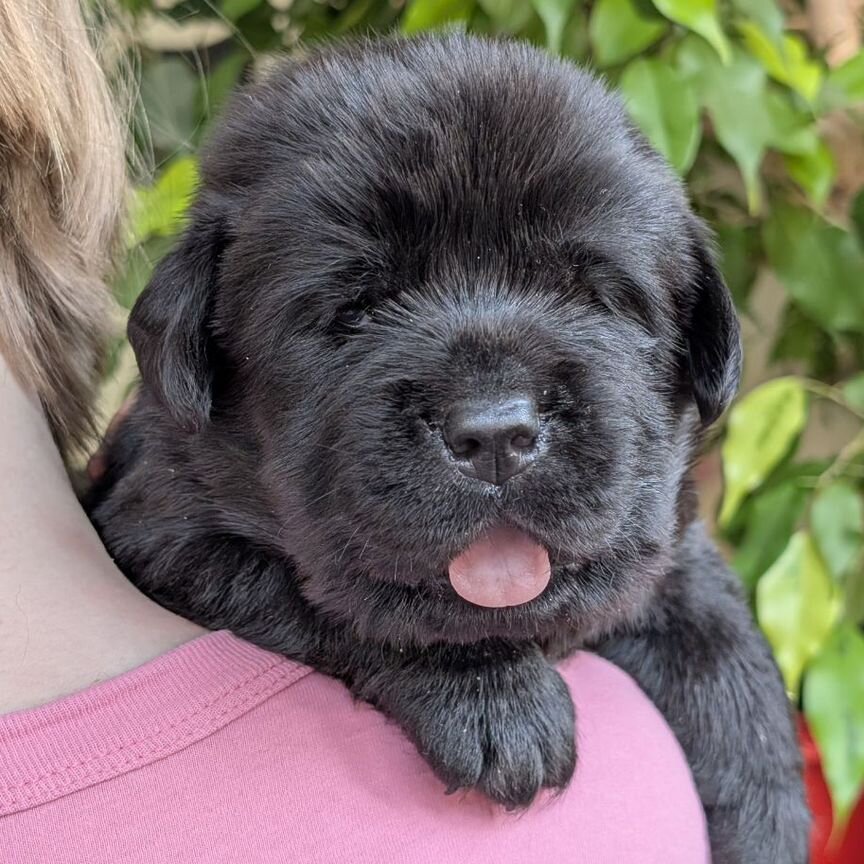 Лабрадор-ретривер, щенок