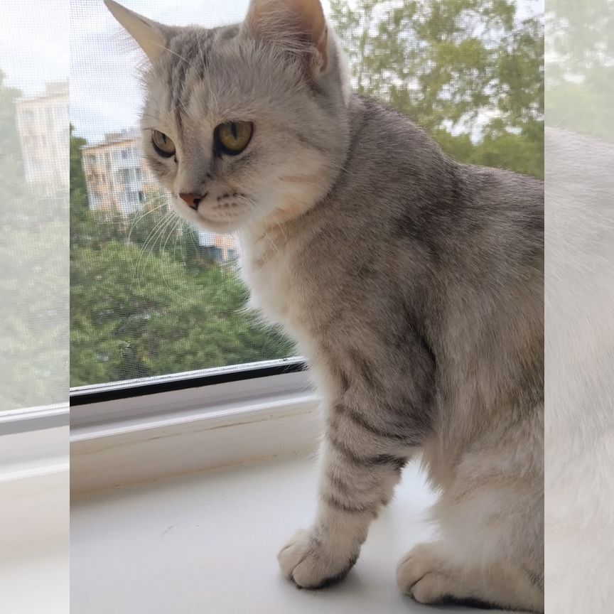 Шотландская прямоухая короткошёрстная, взрослая кошка