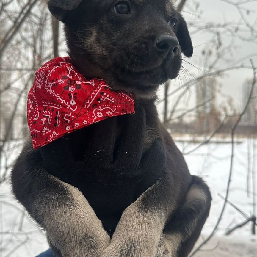 Щенок ждет хозяев