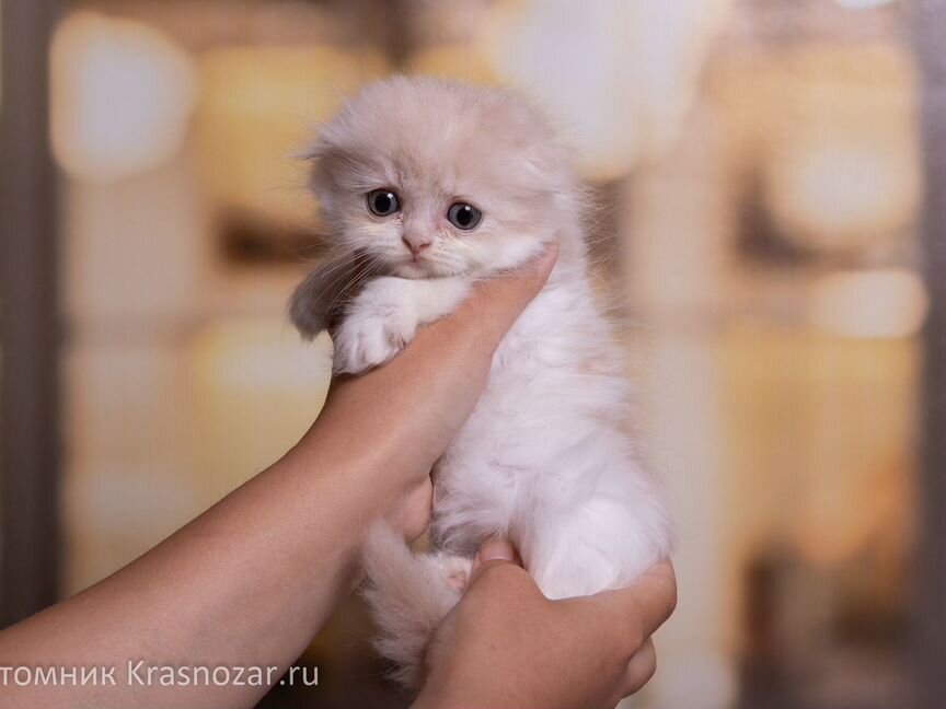 Хайленд фолд