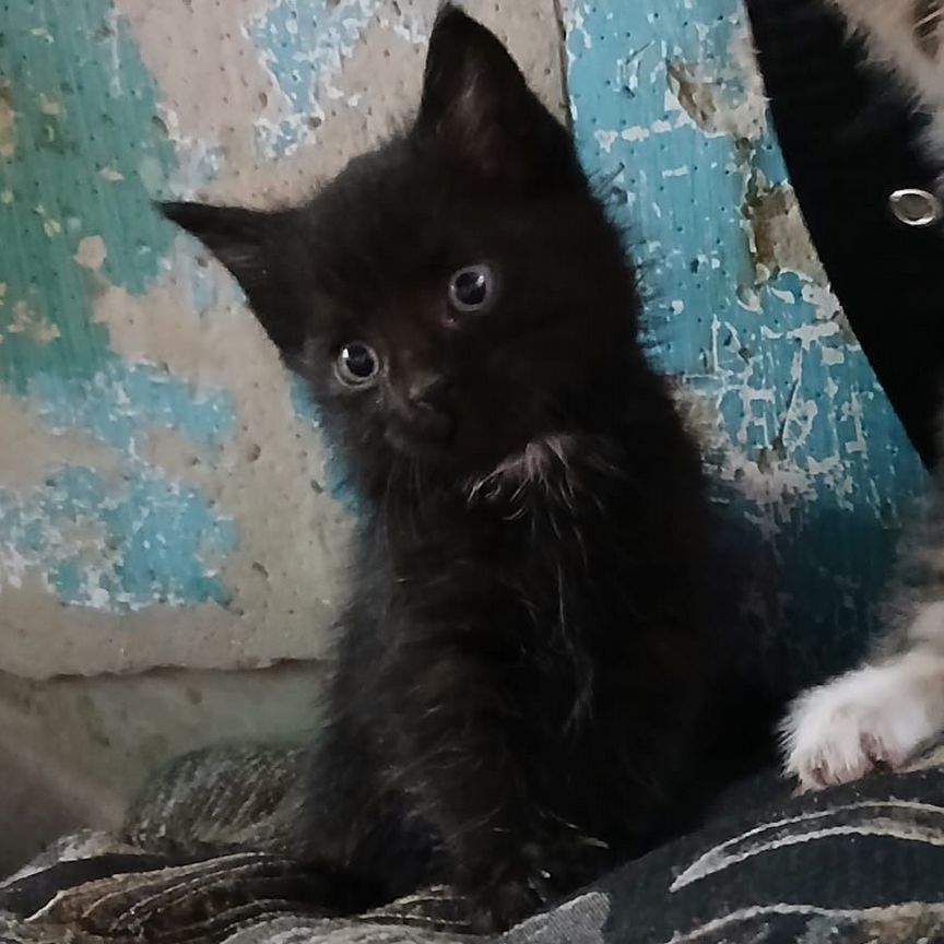 Котёнок в добрые руки