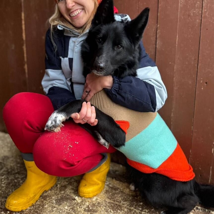 Взрослая собака в добрые руки